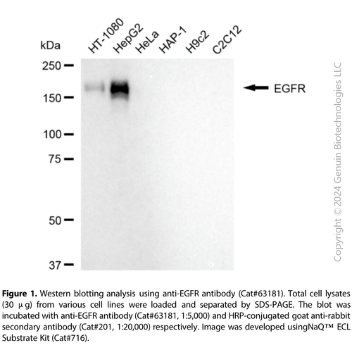 KD-Validated Anti-Epidermal Growth Factor Receptor Rabbit Monoclonal Ab ...