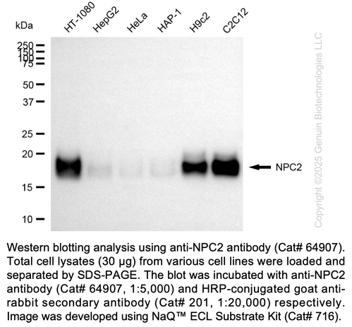KD-Validated Anti-NPC2 Rabbit Monoclonal Ab #64907 | GenuIN Biotech