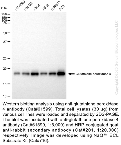 KD-Validated Anti-Glutathione Peroxidase 4 Rabbit mAb #61599 | GenuIN ...
