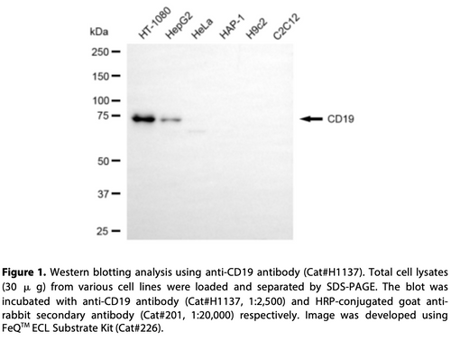 Anti-CD19 Molecule Rabbit Monoclonal Ab #H1137 | GenuIN Biotech
