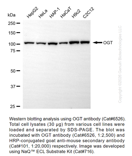 OGT Mouse mAb #6526 | GenuIN Biotech
