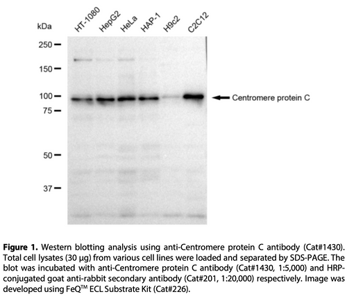 Anti-Centromere protein C Rabbit Monoclonal Ab#1430 | GenuIN Biotech