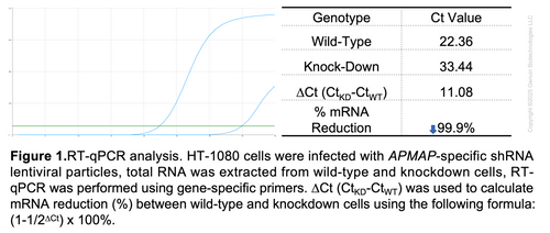 Human APMAP Knockdown Cell Line (Wb-Validated) #C63542 | GenuIN Biotech