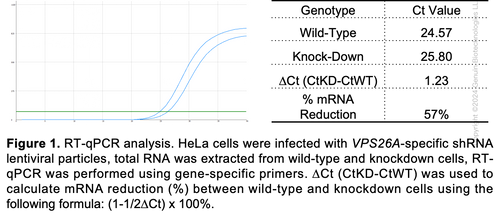 Human VPS26A Knockdown Cell Line (Wb-Validated) #C62728 | GenuIN Biotech