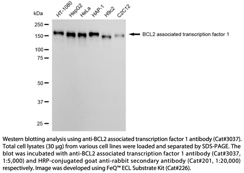 Anti-BCLAF1 Rabbit Monoclonal Ab #3037 | GenuIN Biotech