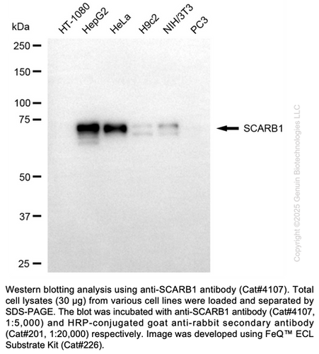 Anti-SCARB1 Rabbit Monoclonal Ab #4107 | GenuIN Biotech