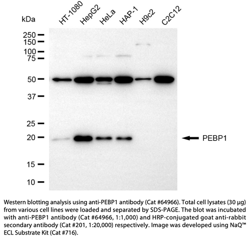 KD-Validated Anti-PEBP1 Rabbit pAb #64966 | GenuIN Biotech