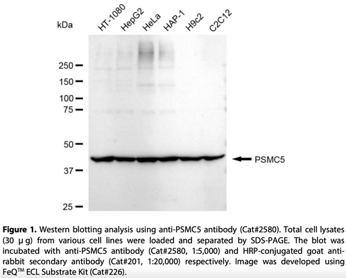 Anti-PSMC5 Rabbit Monoclonal Ab#2580 | GenuIN Biotech