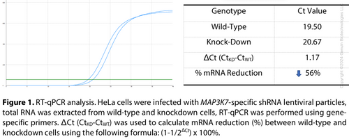 Human MAP3K7 Knockdown Cell Line (WB-Validated) #C61299 | GenuIN Biotech