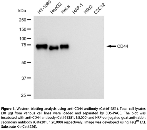 KD-Validated Anti-CD44 Rabbit mAb#61351 | GenuIN Biotech
