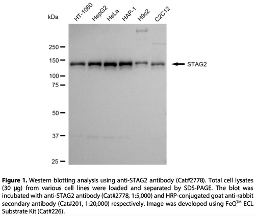 Anti-STAG2 Cohesin Complex Component Rabbit Monoclonal Ab#2778 | GenuIN ...