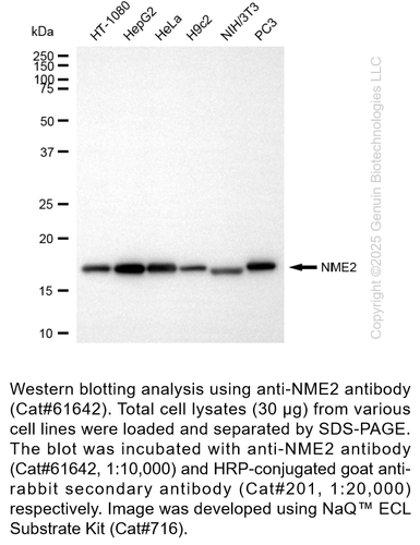 KD-Validated Anti-NME2 Rabbit mAb #61642 | GenuIN Biotech