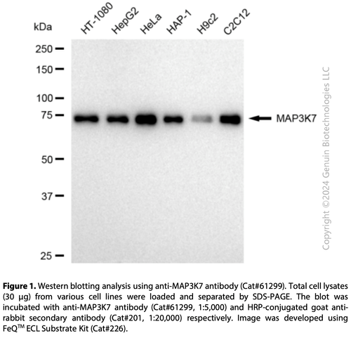 KD-Validated Anti-MAP3K7 Rabbit mAb #61299 | GenuIN Biotech