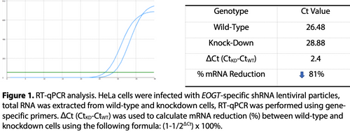 WB-Validated EOGT Knockdown Cell Lysate Kit#L61408 | GenuIN Biotech