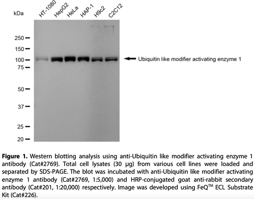 Anti-UBA1 Rabbit Monoclonal Ab#2769 | GenuIN Biotech