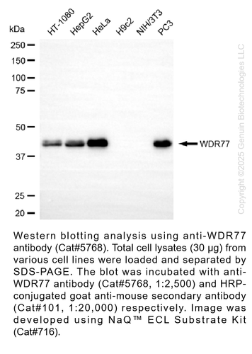 Anti-WD Repeat Domain 77 Mouse Monoclonal Ab #5768 | GenuIN Biotech