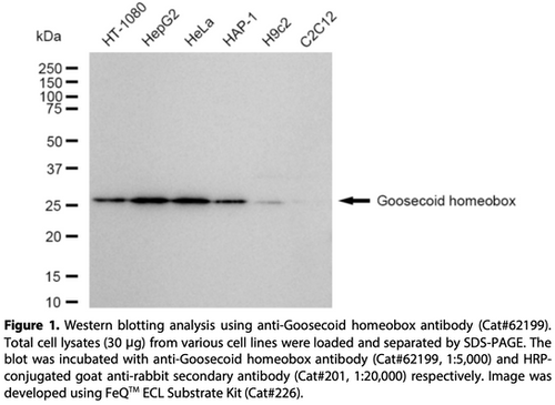 KD-Validated Anti-Goosecoid homeobox Rabbit mAb#62199 | GenuIN Biotech