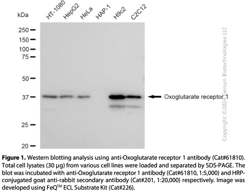 KD-Validated Anti-Oxoglutarate Receptor 1 Rabbit mAb#61810 | GenuIN Biotech