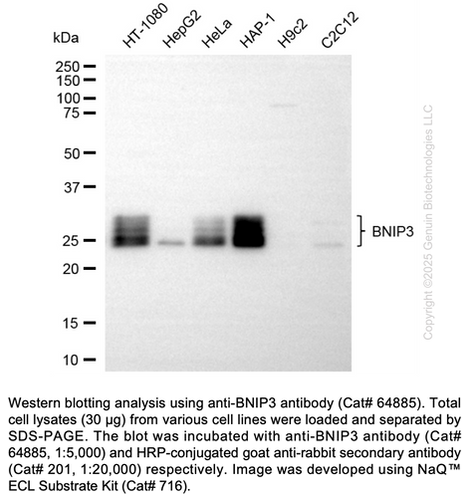 KD-Validated Anti-BNIP3 Rabbit Monoclonal Ab #64885 | GenuIN Biotech