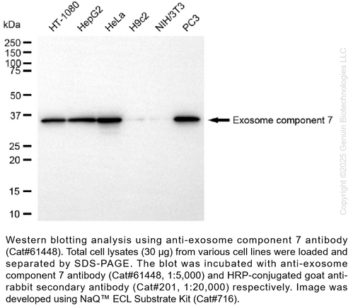 KD-Validated Anti-Exosome Component 7 Rabbit mAb #61448 | GenuIN Biotech
