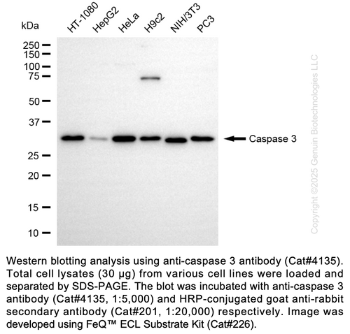 Anti-active + pro caspase 3 Rabbit Monoclonal Ab #4135 | GenuIN Biotech