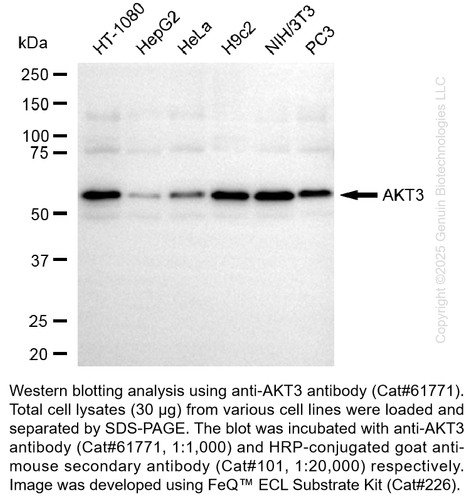KD-Validated Anti-AKT3 Mouse Monoclonal Ab #61771 | GenuIN Biotech