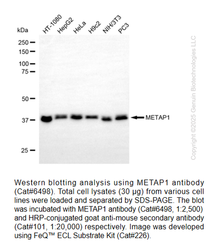 METAP1 Mouse mAb #6498 | GenuIN Biotech
