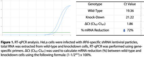 Human IRF6 Knockdown Cell Line (WB-Validated) #C62215 | GenuIN Biotech