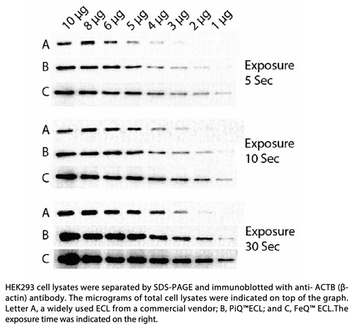 FeQ™ ECL Substrate Kit #226 | GenuIN Biotech