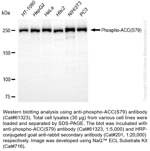 KD-Validated Anti-Phospho-ACC(S79) Rabbit mAb #61323 | GenuIN Biotech