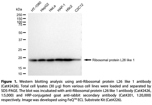 Anti-Ribosomal Protein L26 Like 1 Rabbit Monoclonal Ab#2426 | GenuIN ...