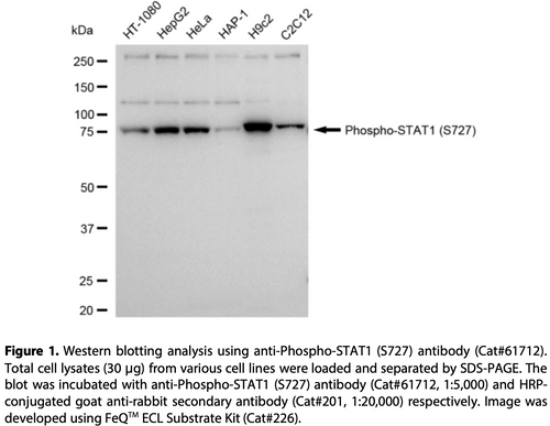 Kd Validated Anti Phospho Stat1 S727 Rabbit Mab 61712 Genuin Biotech