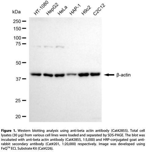 Anti-Actin Beta Rabbit Monoclonal Ab #2855 | GenuIN Biotech