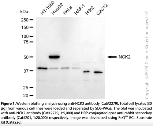 Anti-NCK Adaptor Protein 2 Rabbit mAb #2279 | GenuIN Biotech