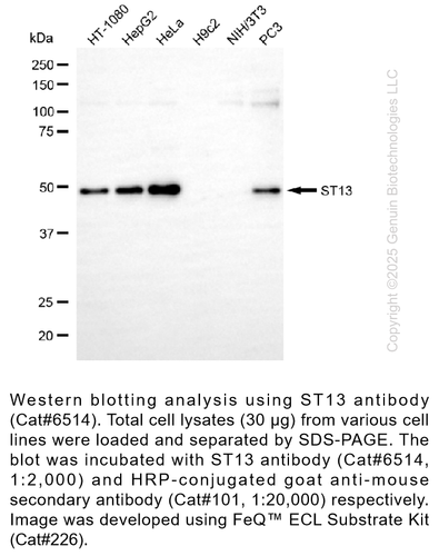 ST13 Mouse mAb #6514 | GenuIN Biotech