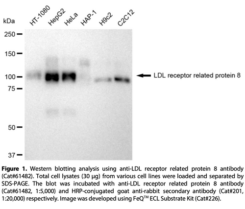 KD-Validated Anti-LDL receptor related protein 8 Rabbit Monoclonal Ab ...