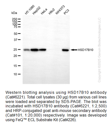 HSD17B10 Mouse mAb #6221 | GenuIN Biotech