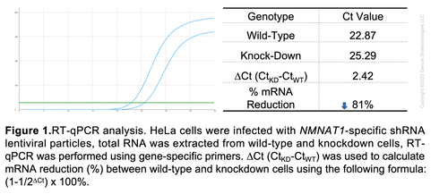 WB-Validated NMNAT1 Lentiviral shRNA Knockdown Kit #V64842 | GenuIN Biotech