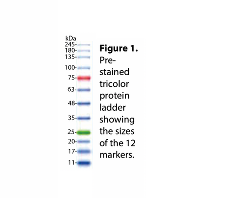 Pre-Stained Tricolor Protein Ladder#L012 | GenuIN Biotech