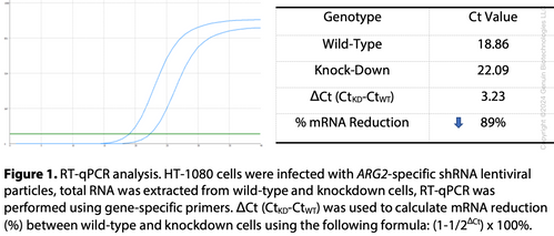 Human ARG2 Knockdown Cell Line (WB-Validated) #C1632 | GenuIN Biotech