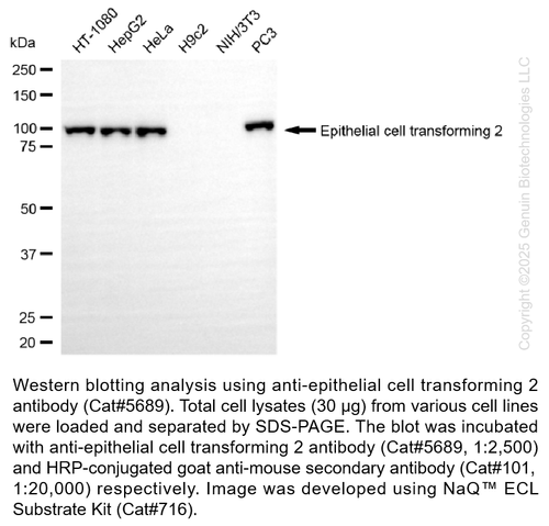 Anti-ECT2 Mouse Monoclonal Ab #5689 | GenuIN Biotech