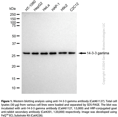KD-Validated Anti-14-3-3 gamma Rabbit mAb #61127 | GenuIN Biotech