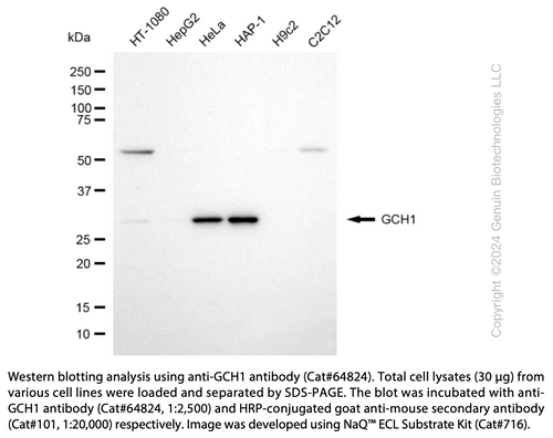 KD-Validated Anti-GTP Cyclohydrolase 1 Mouse Monoclonal Ab #64824 ...
