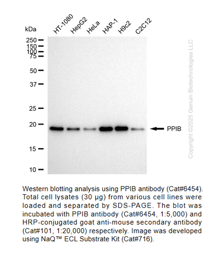 PPIB Mouse mAb #6454 | GenuIN Biotech