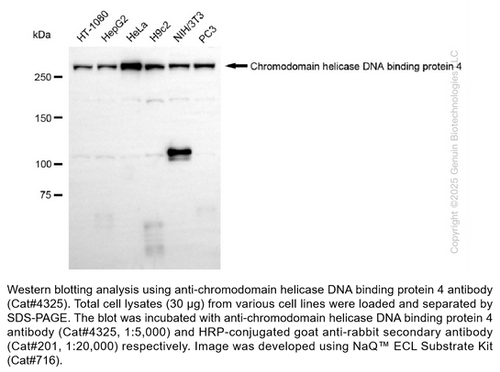 Anti-Chromodomain helicase DNA binding 4 Rabbit Monoclonal Ab #4325 ...