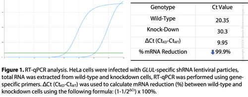 Human GLUL Knockdown Cell Line (WB-Validated) #C63474 | GenuIN Biotech