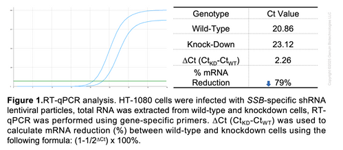 Human SSB Knockdown Cell Line (WB-Validated) #C64834 | GenuIN Biotech