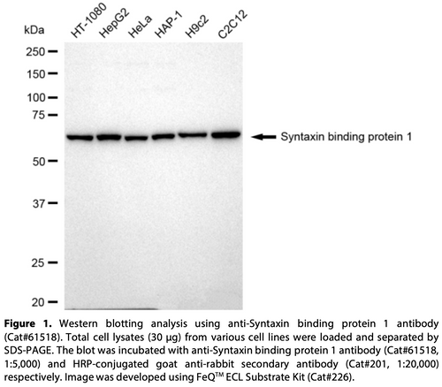 Kd Validated Anti Syntaxin Binding Protein 1 Rabbit Monoclonal Ab 61518