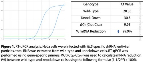 Human GLS Knockdown Cell Line (WB-Validated) #C63470 | GenuIN Biotech