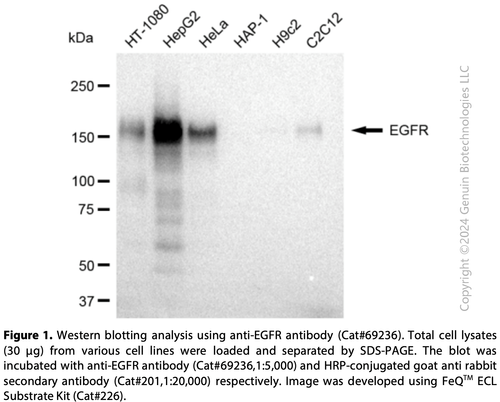 KD-Validated Anti-EGFR Rabbit Monoclonal Ab#69236 | GenuIN Biotech